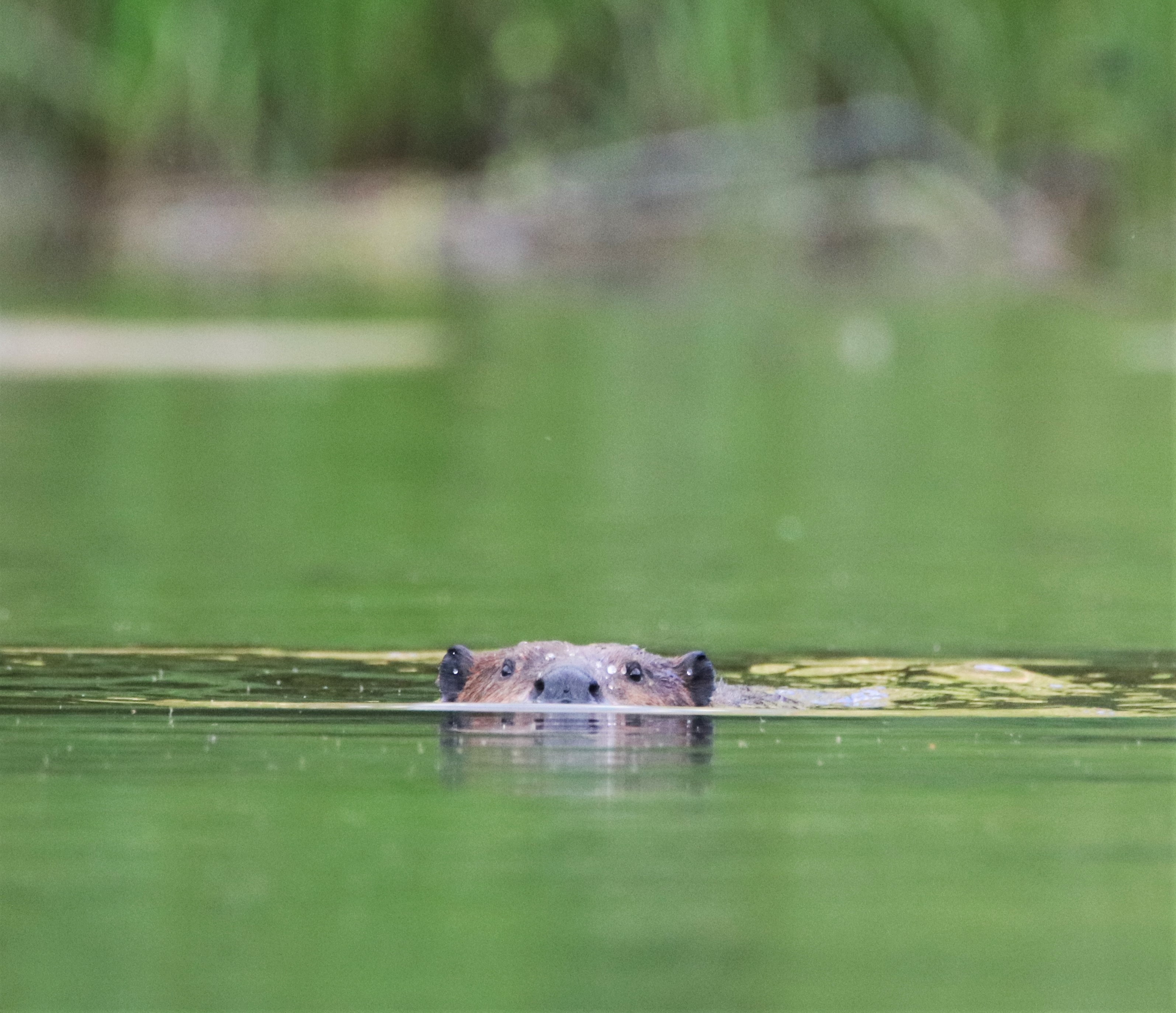 Le Castor d’Amérique – Le Vivant du globe